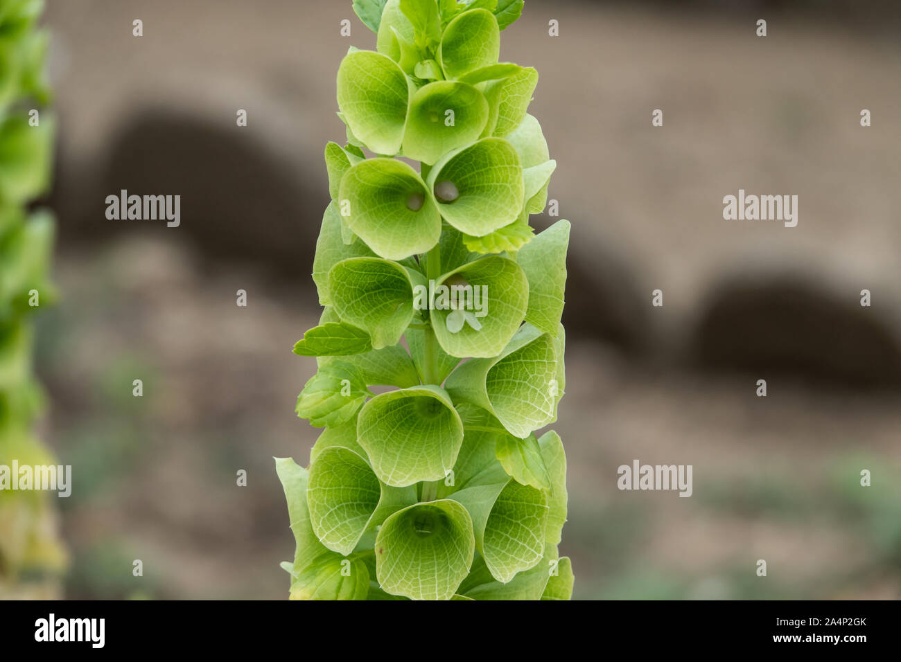 Bells of ireland hi-res stock photography and images - Alamy