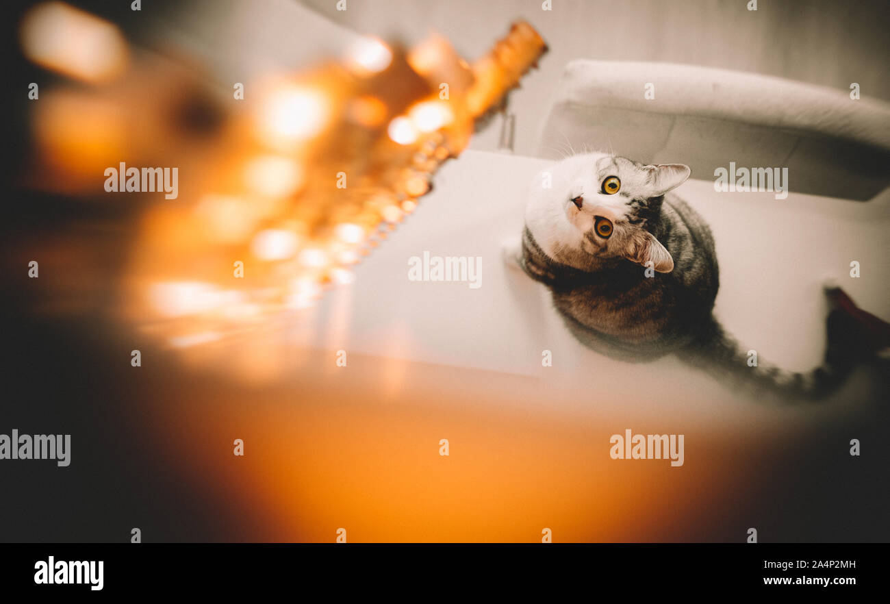 Cat versus lights hi-res stock photography and images - Alamy
