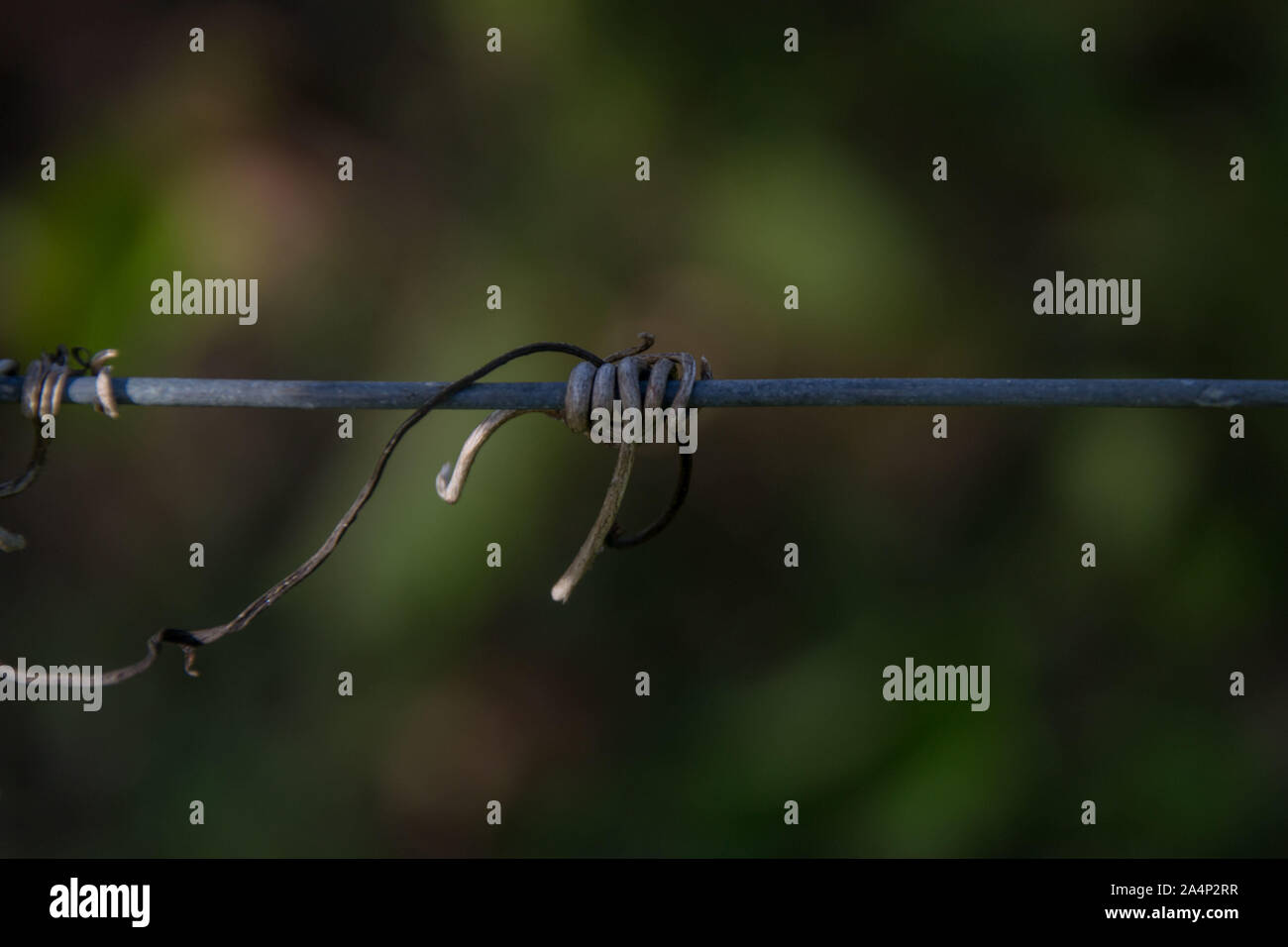 Beauty of spiral wire hi-res stock photography and images - Alamy