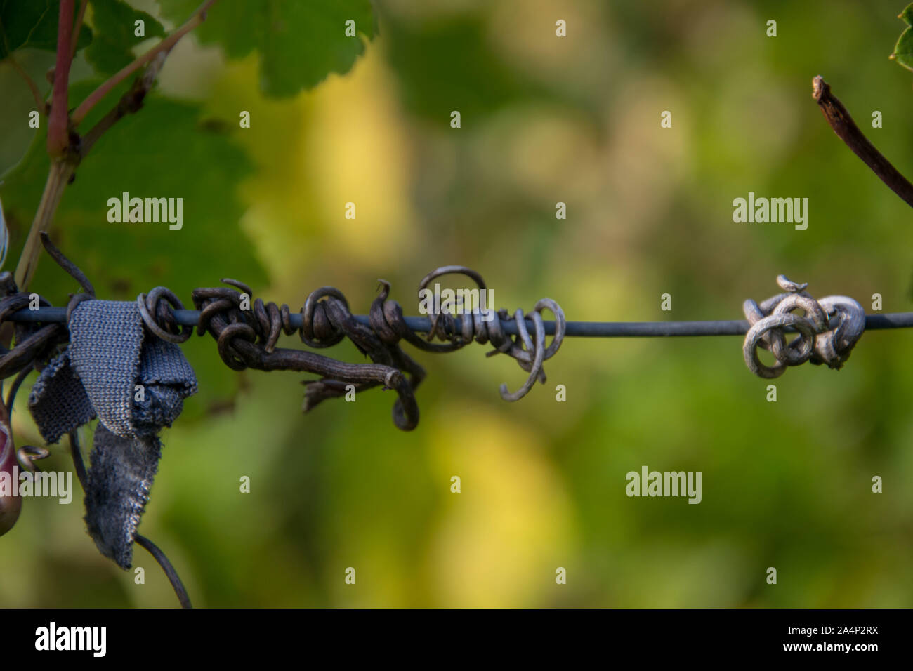 Beauty of spiral wire hi-res stock photography and images - Alamy