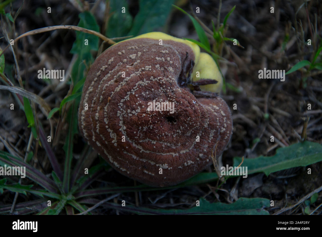 Rotten fruits on tree hi-res stock photography and images - Alamy