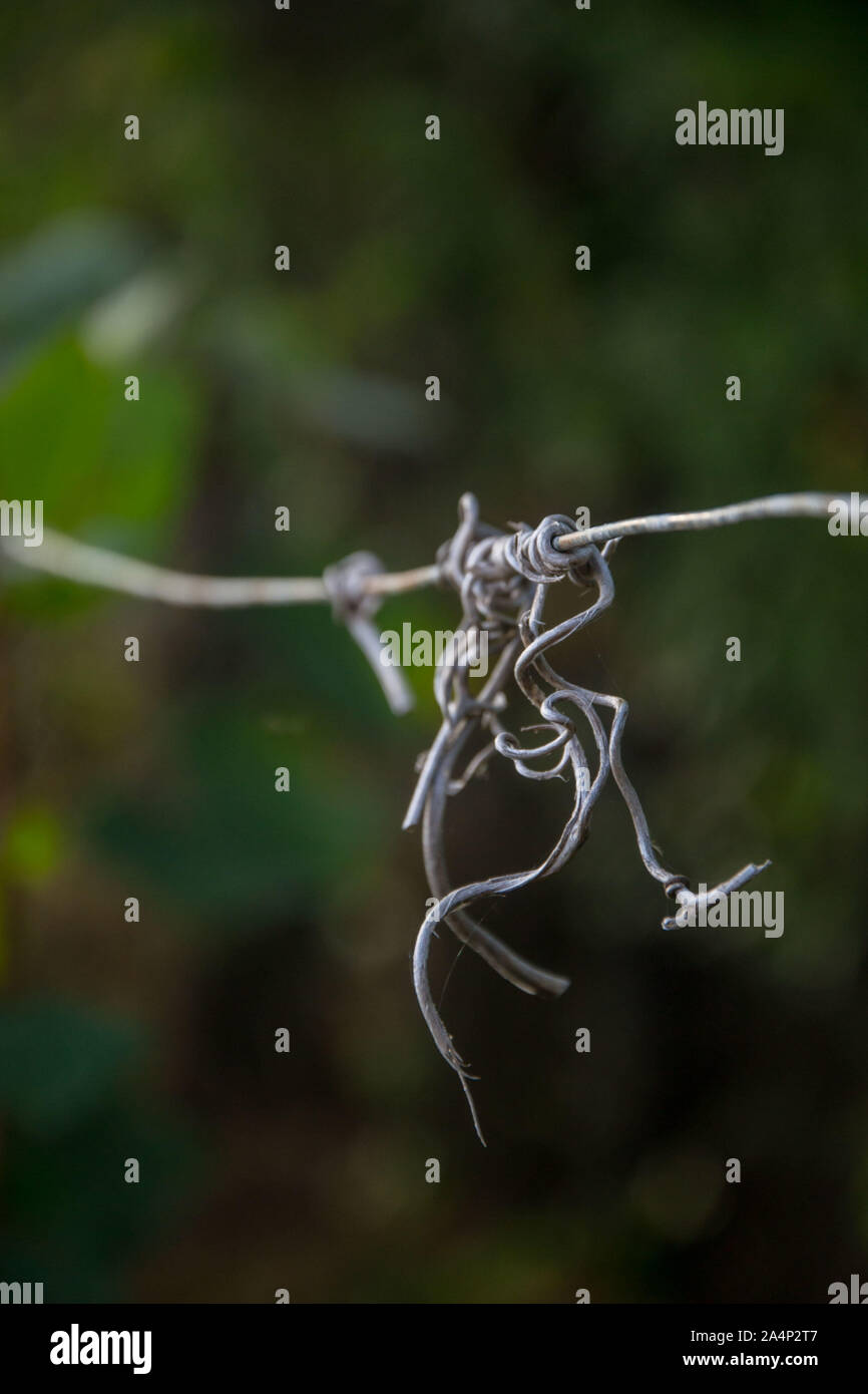 Beauty of spiral wire hi-res stock photography and images - Alamy