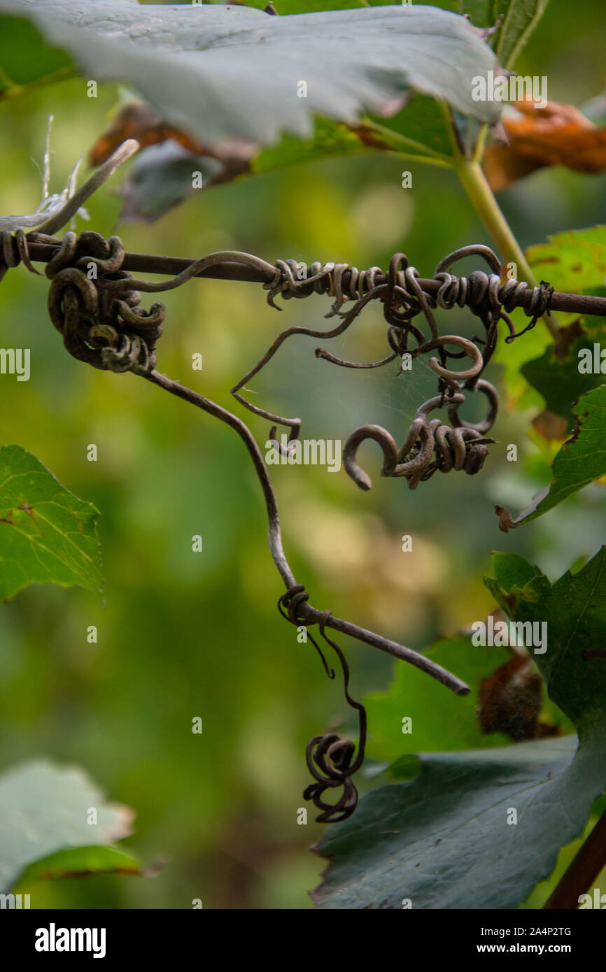 Beauty of spiral wire hi-res stock photography and images - Alamy