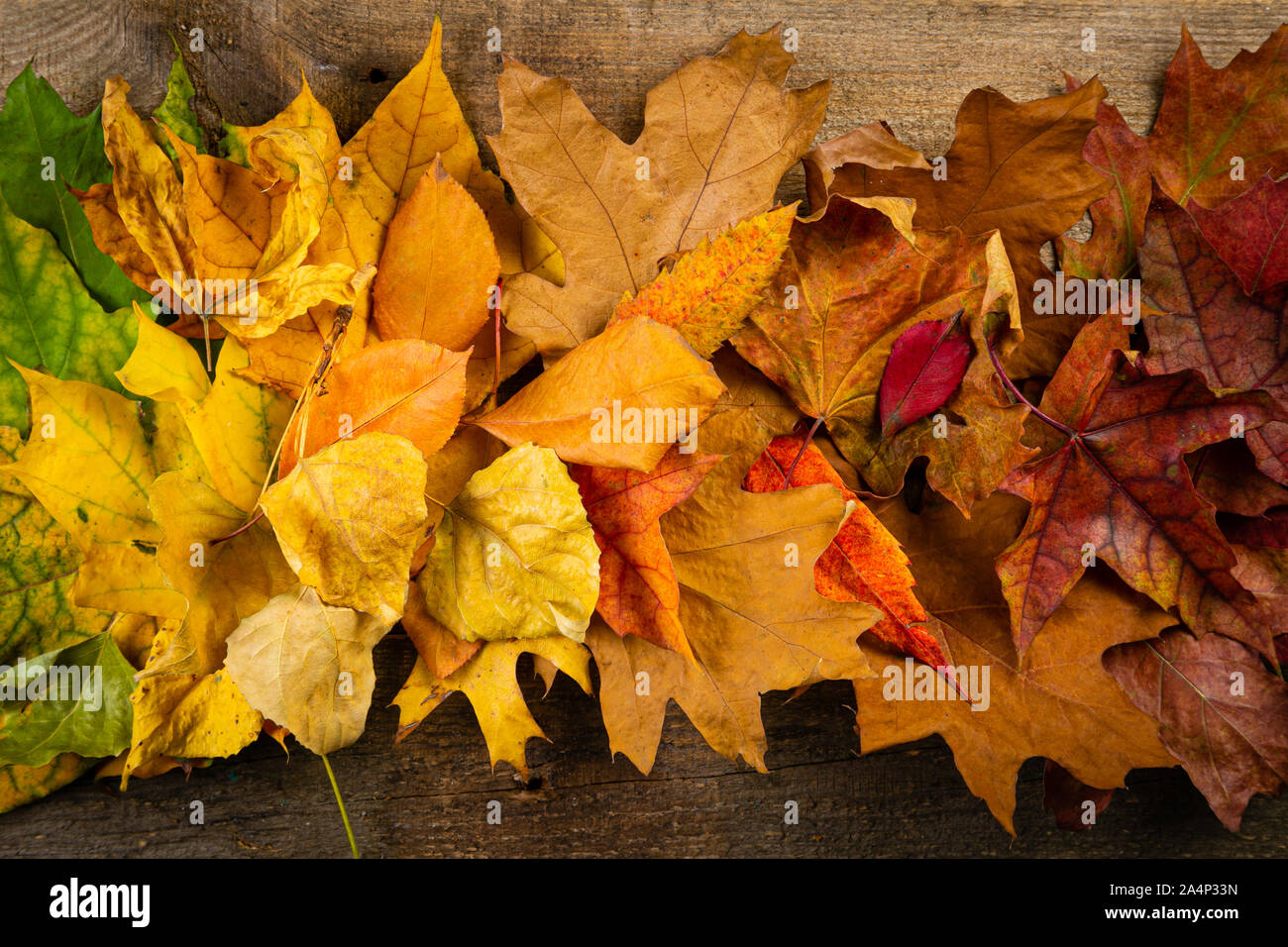 Gradient of leaves from green to red Stock Photo - Alamy