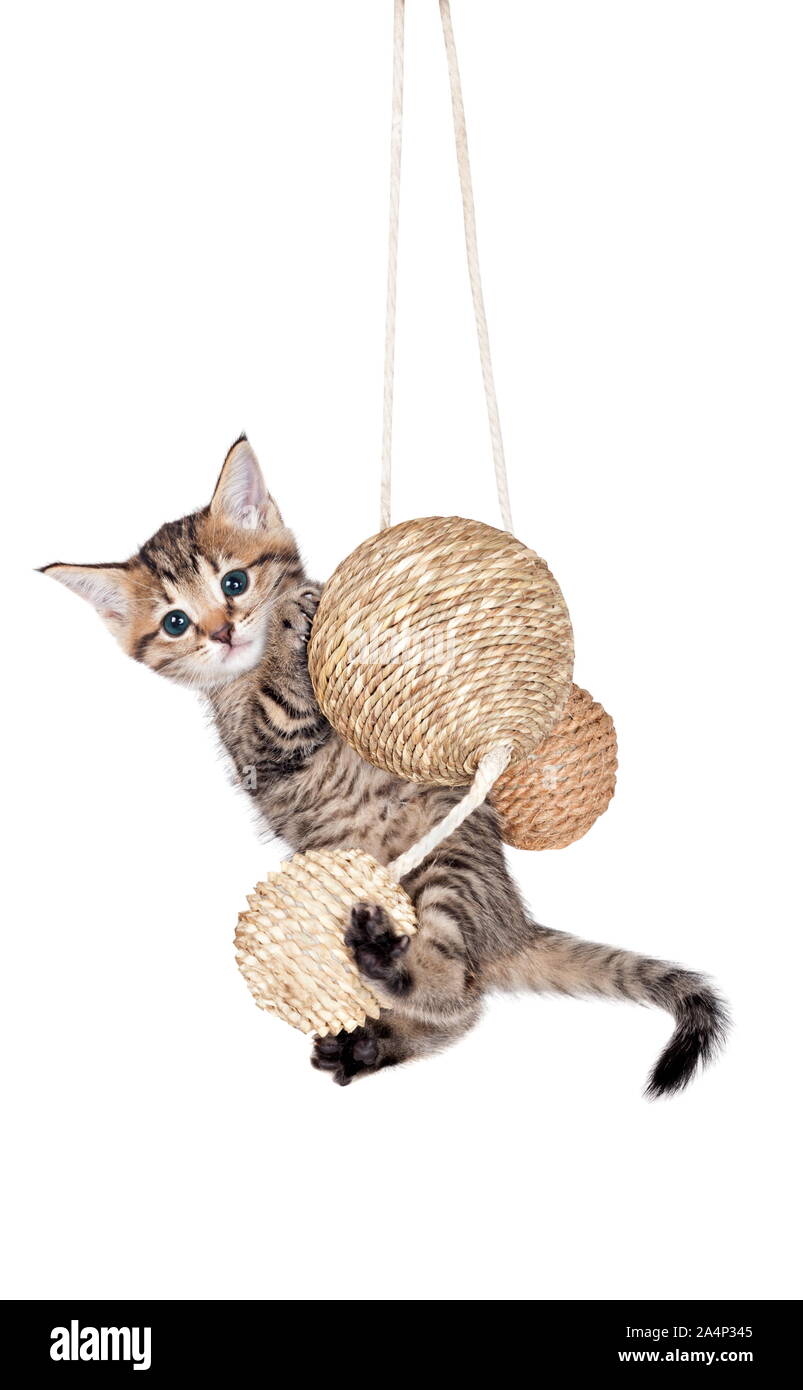 Little kitten playing balls isolated hi-res stock photography and ...
