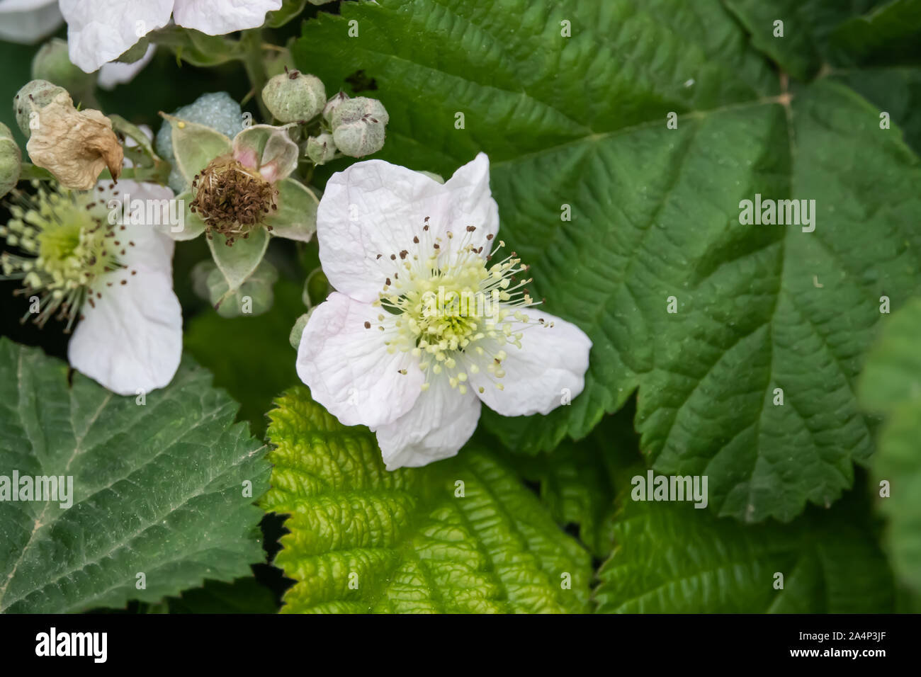Blackberry Flowers in Bloom in Springtime Stock Photo - Alamy