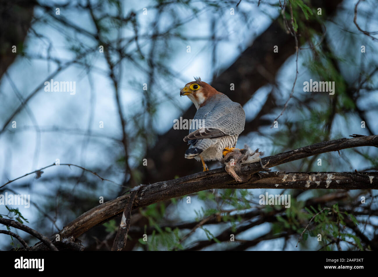 Red necked falcon or Falco chicquera with crested lark kill in claws ...