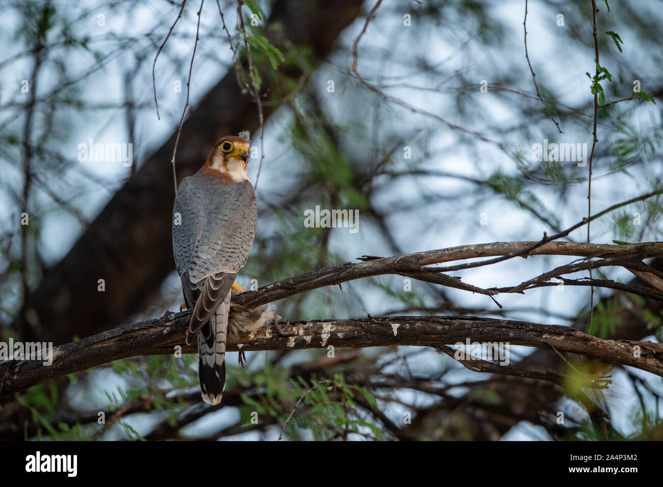 Red necked falcon or Falco chicquera with crested lark kill in claws ...
