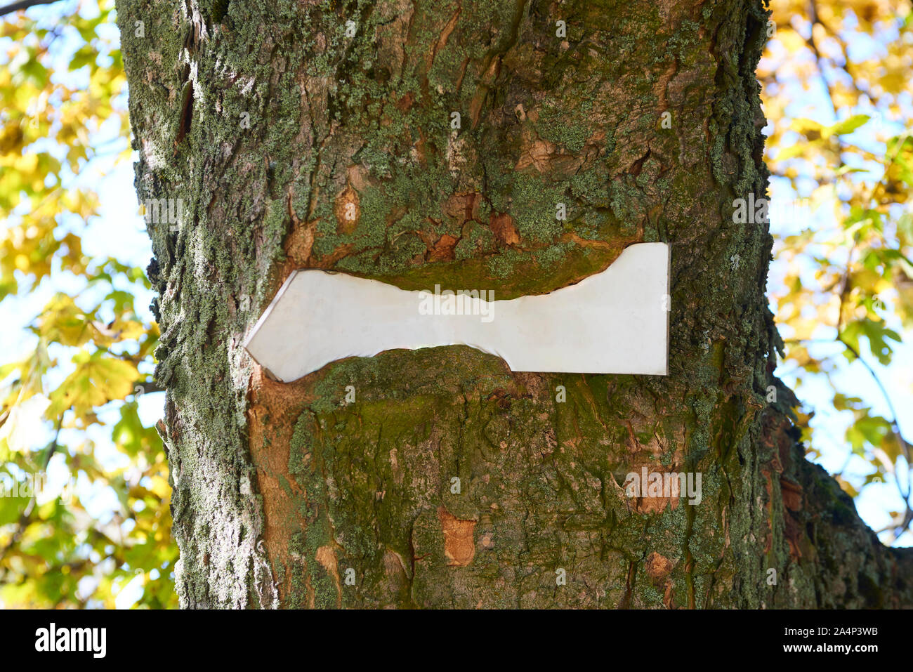 Sign stuck inside of tree growing around it. Trees visible in the ...