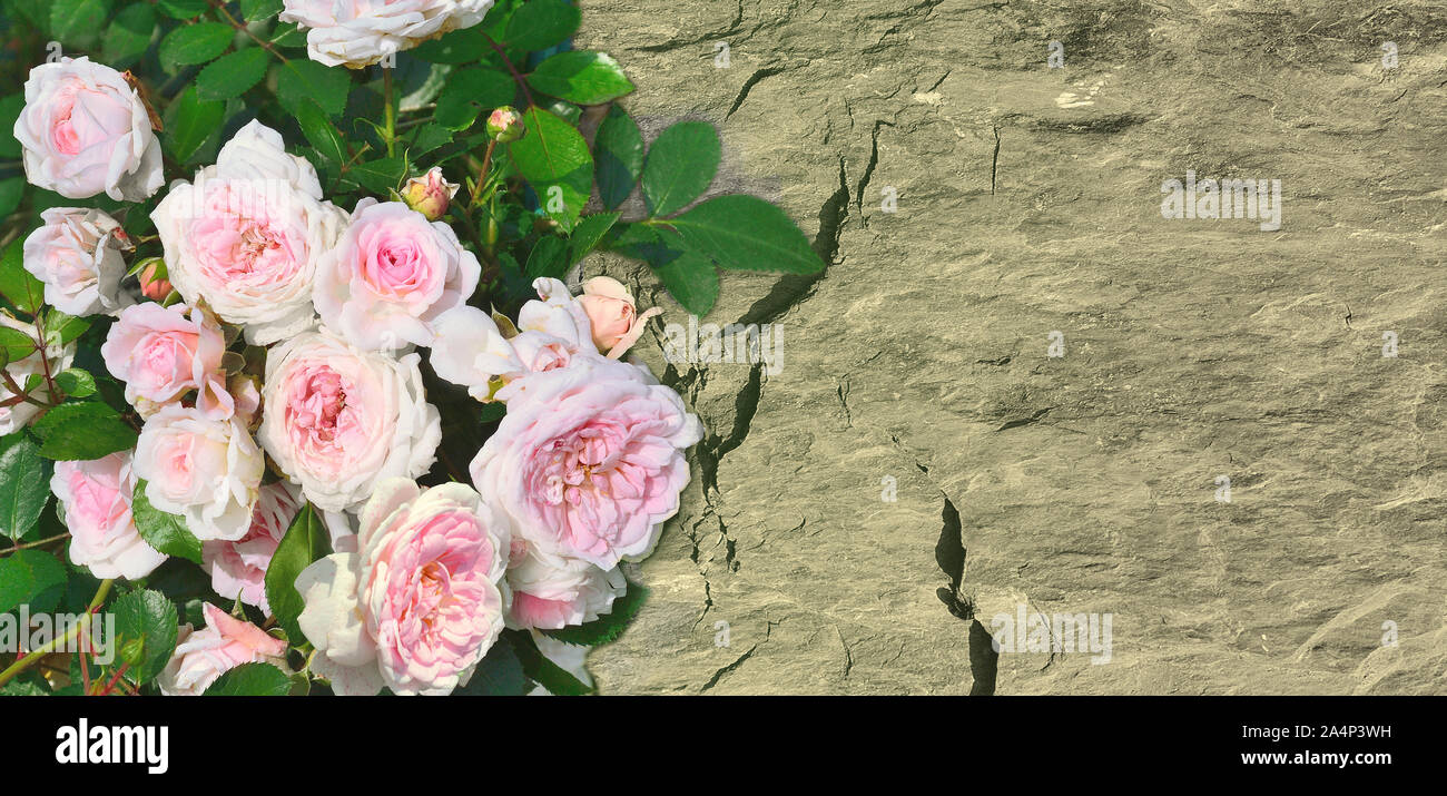Lot of delicate pink roses on a natural stone background. Floral design ...