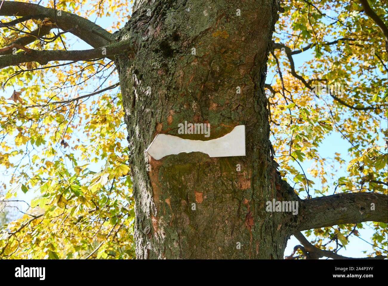 Sign stuck inside of tree growing around it. Trees visible in the ...