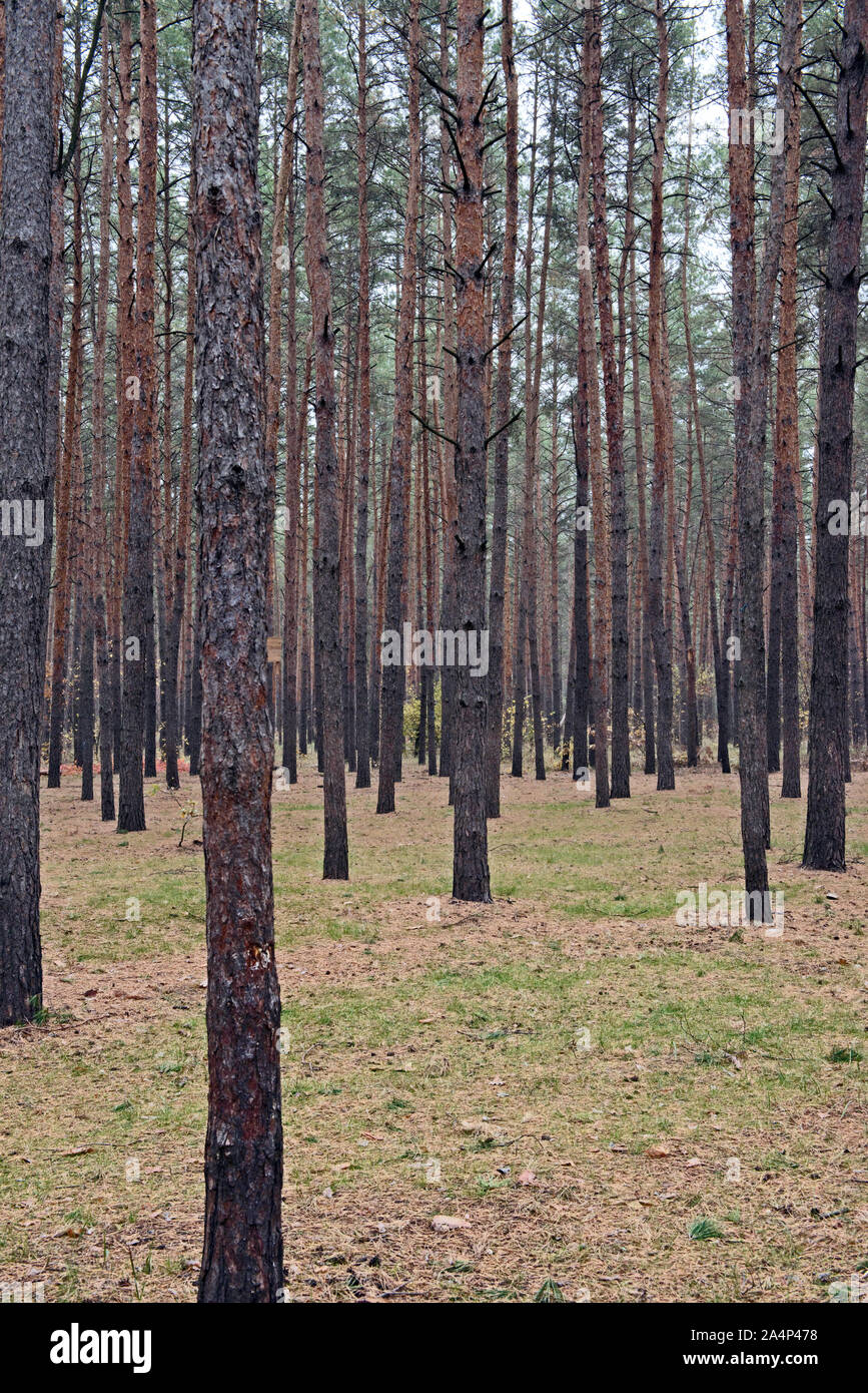 Tall straight trunks trees in hi-res stock photography and images - Alamy