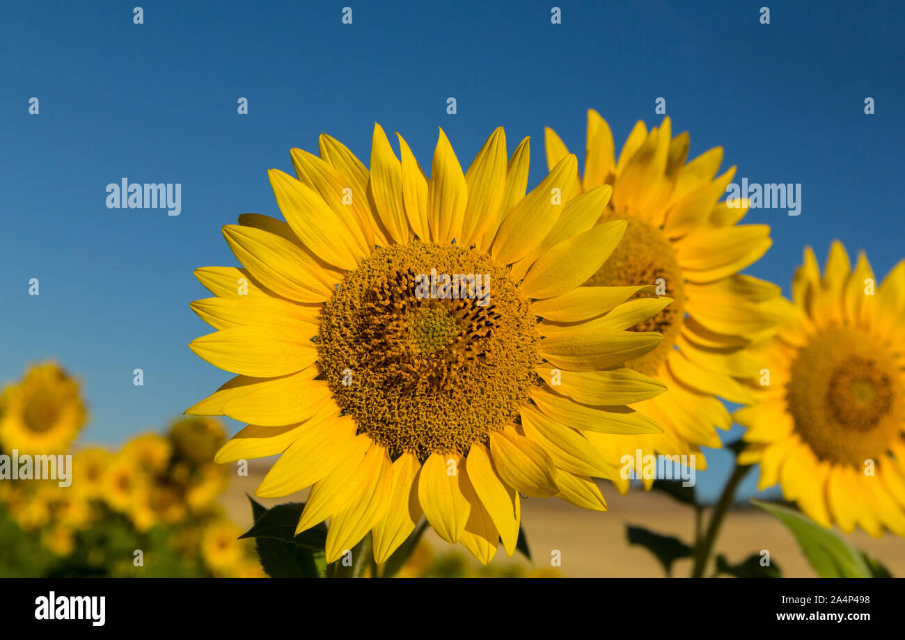 Olmedillo Hi Res Stock Photography And Images Alamy