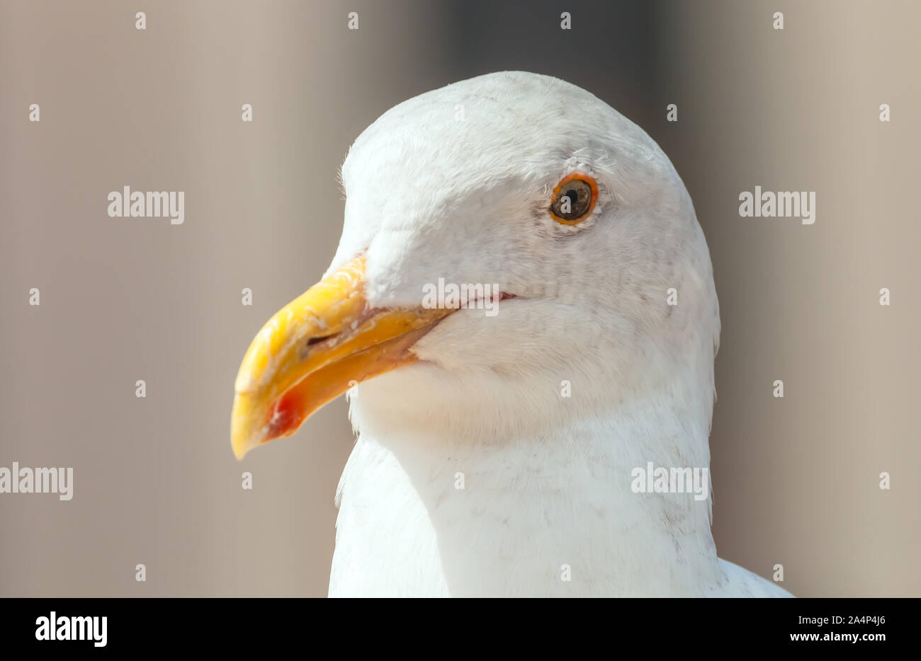 Head portrait of a western gull Larus occidentalis Stock Photo - Alamy