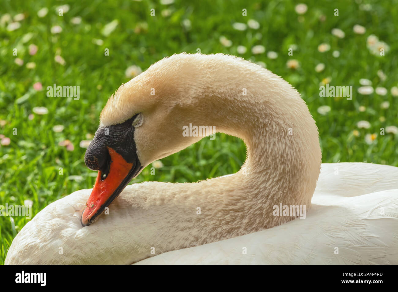 Close up at a mute swan Cygnus olor sleeping on the grass bed at the ...