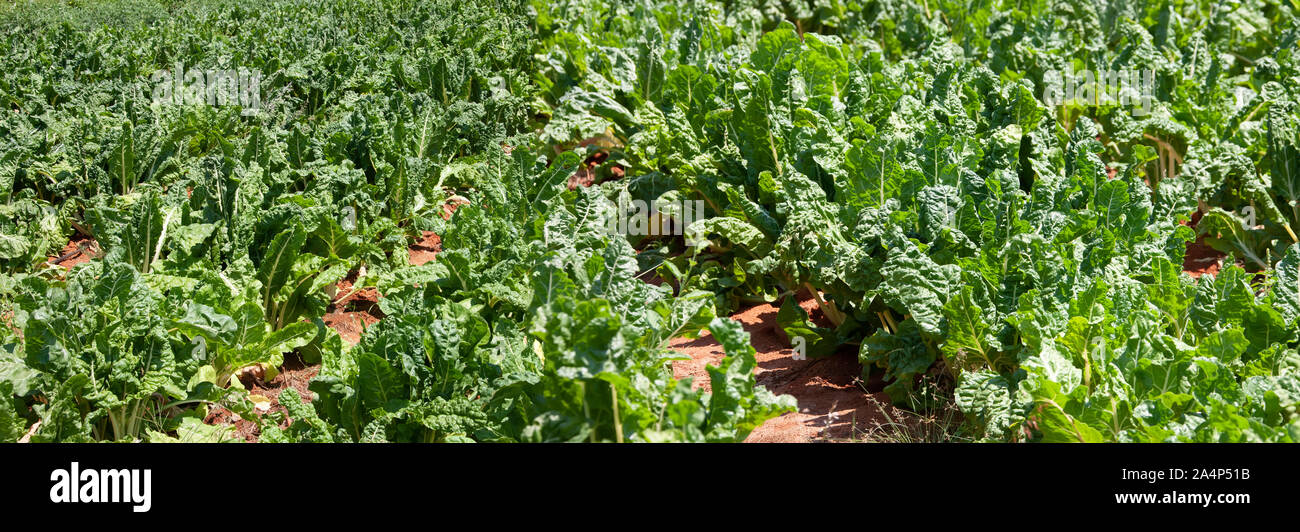 Botswana Agriculture High Resolution Stock Photography and Images - Alamy