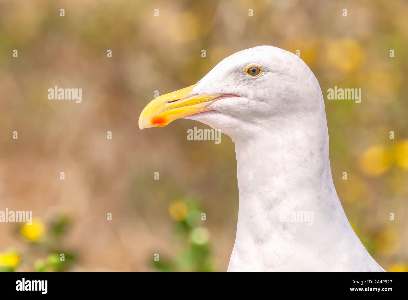 Gull close up head shot hi-res stock photography and images - Alamy