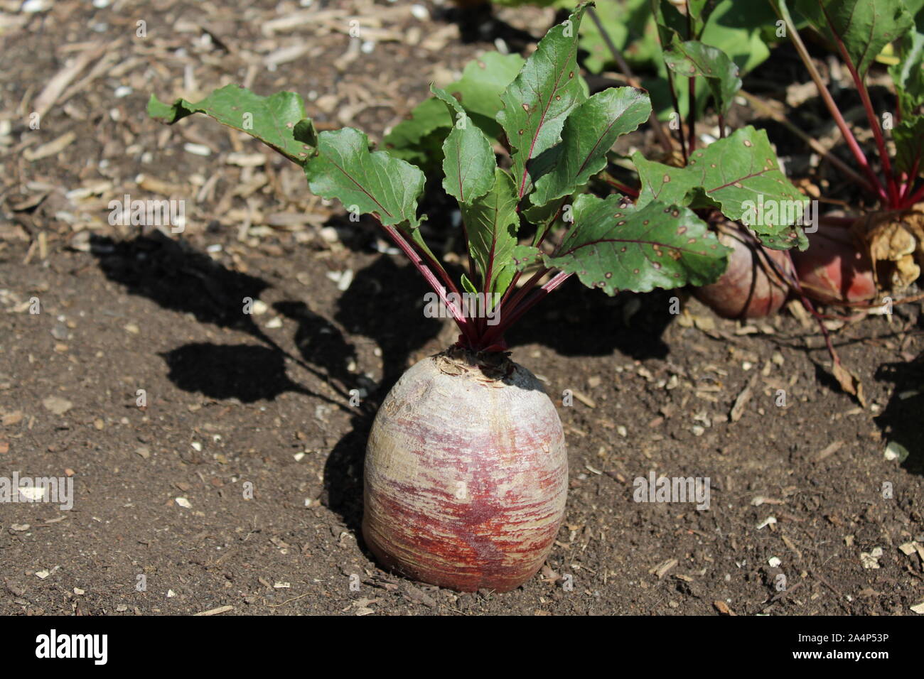 The picture shows beetroot in the ground Stock Photo - Alamy
