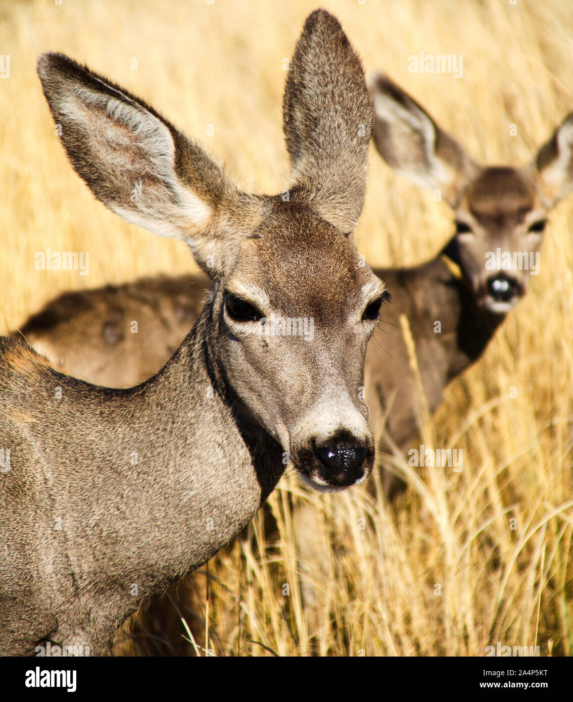 Whitetail Deer in the Tall Grass of the Eastern Colorado Plains Stock ...