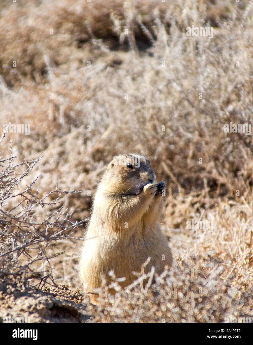Black tailed prairie dog colony hi-res stock photography and images - Alamy