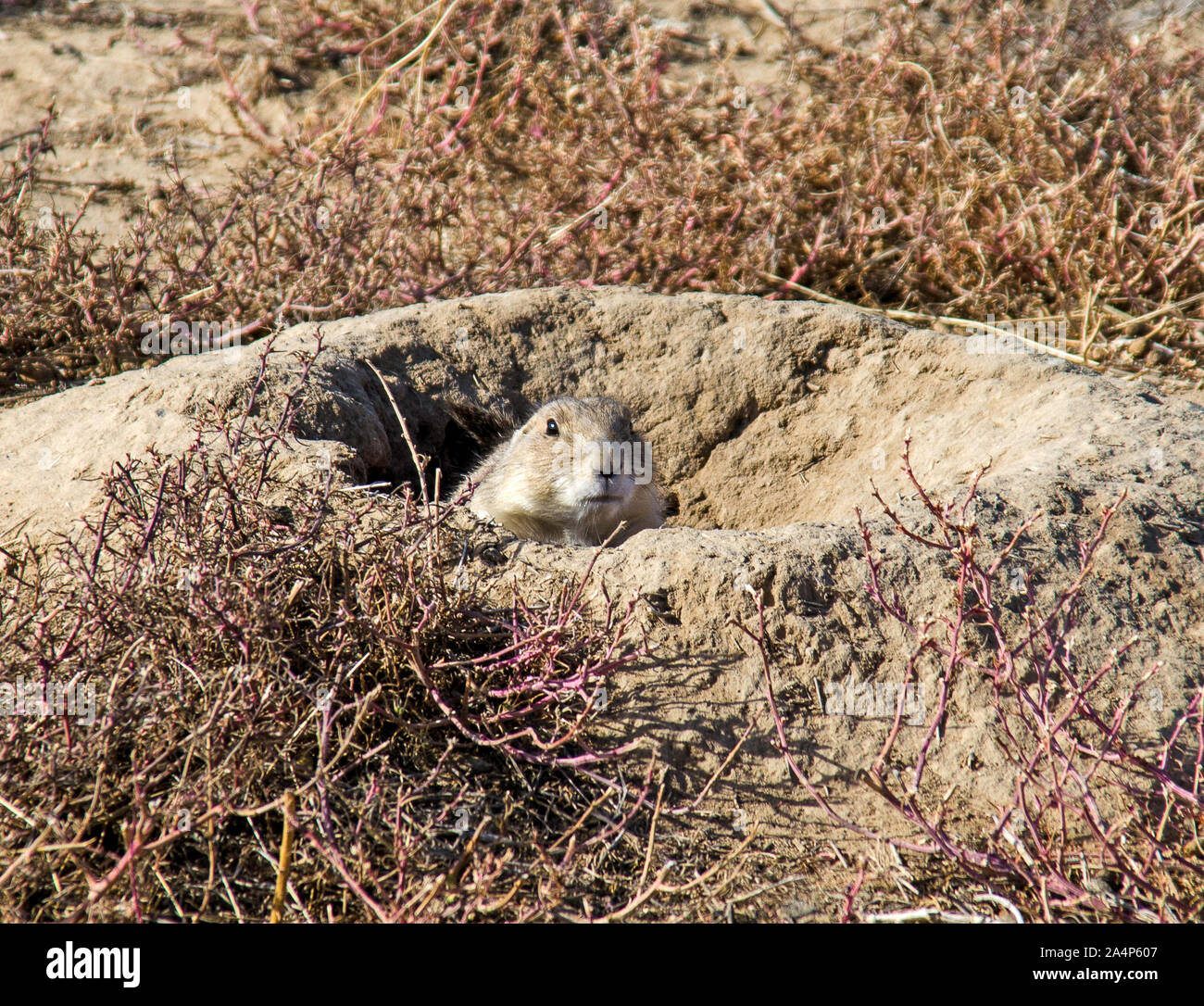Black tailed prairie dog colony hi-res stock photography and images - Alamy