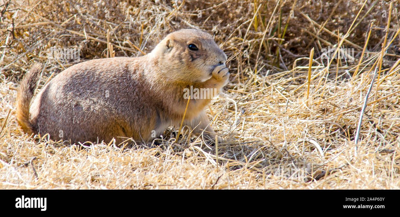 Black tailed prairie dog alarm hi-res stock photography and images - Alamy