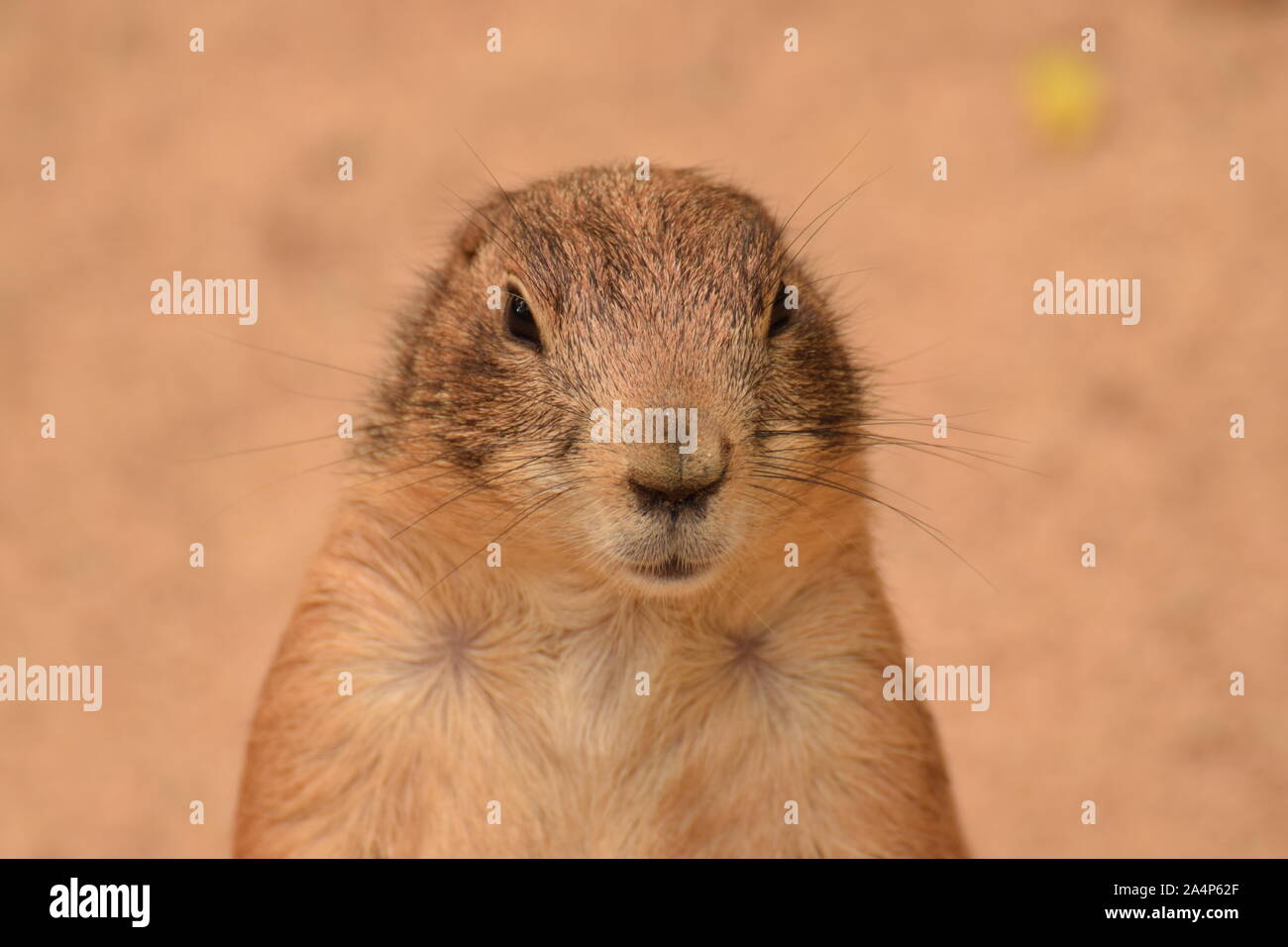 Prairie dogs stand hi-res stock photography and images - Alamy