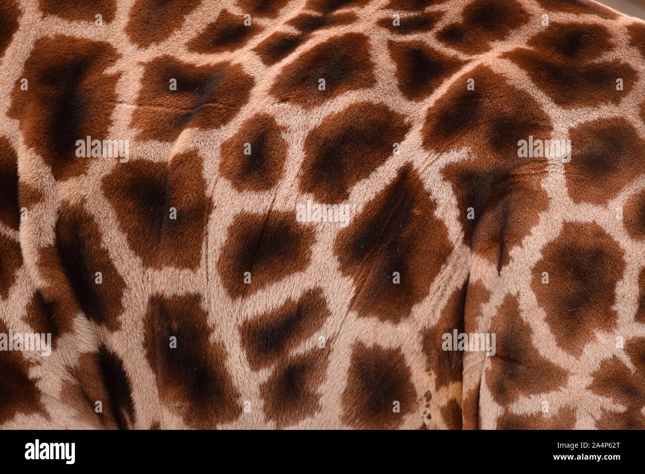 Skin spots hi-res stock photography and images - Alamy