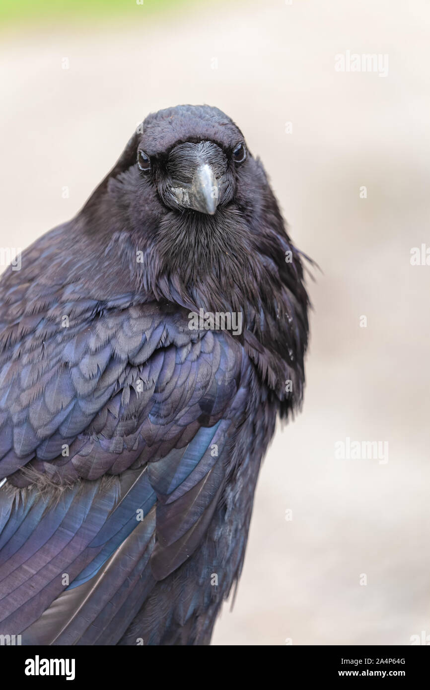Close up at a North America common raven (Corvus corax principalis ...