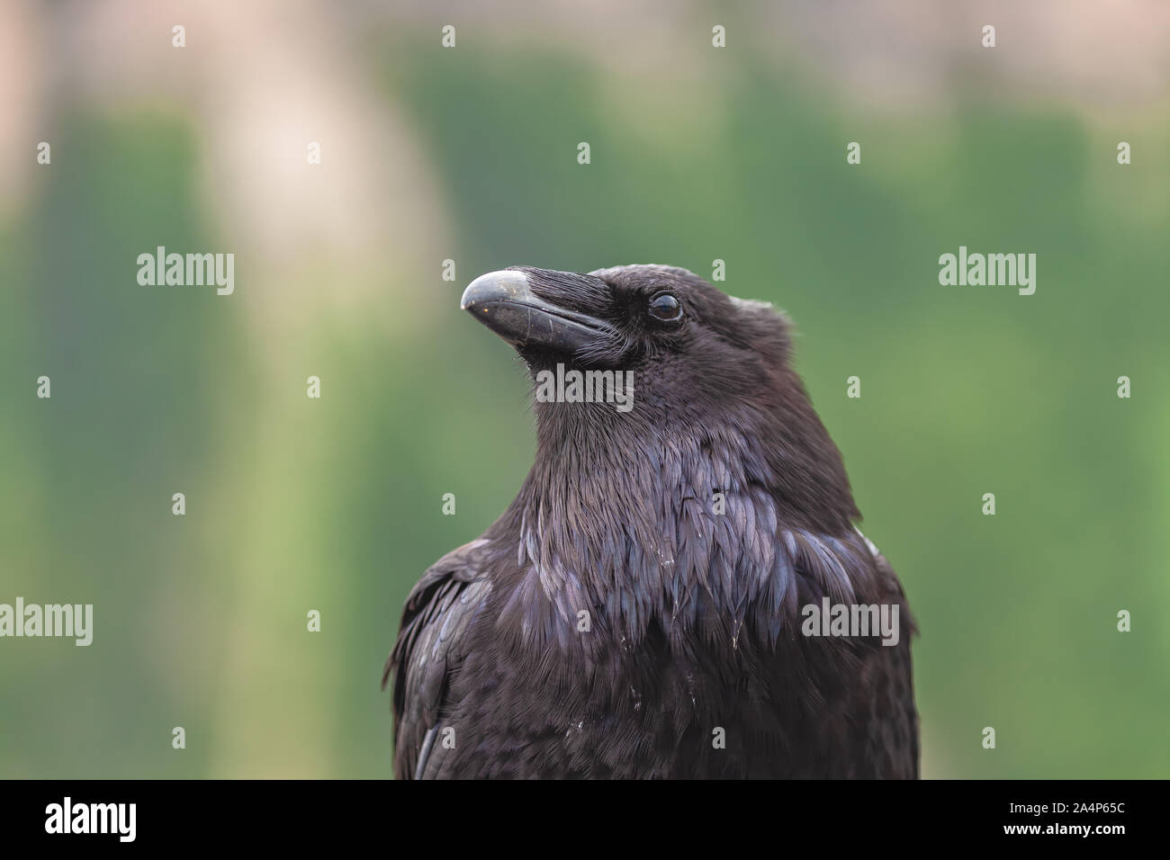 Close up at a North America common raven (Corvus corax principalis ...