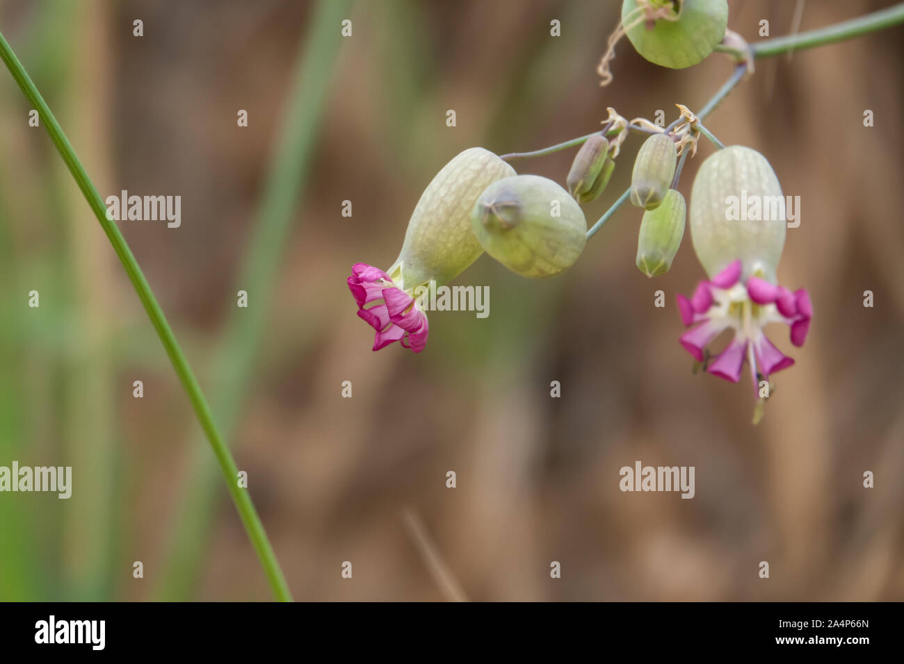 Bladder campion silene vulgaris pink hi-res stock photography and ...