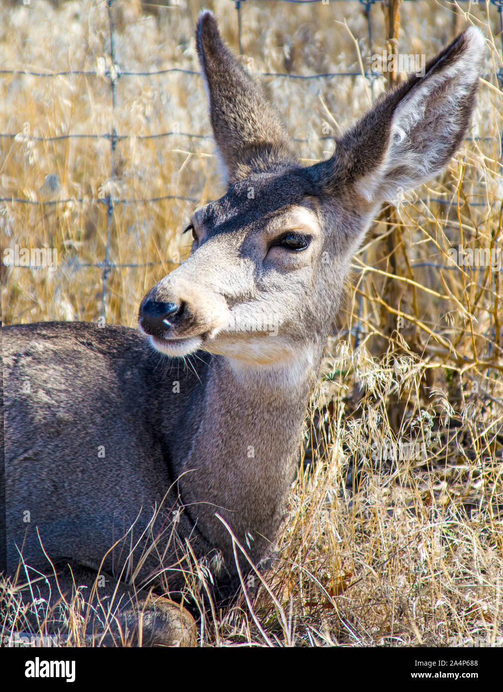 Whitetail Deer in the Tall Grass of the Eastern Colorado Plains Stock ...