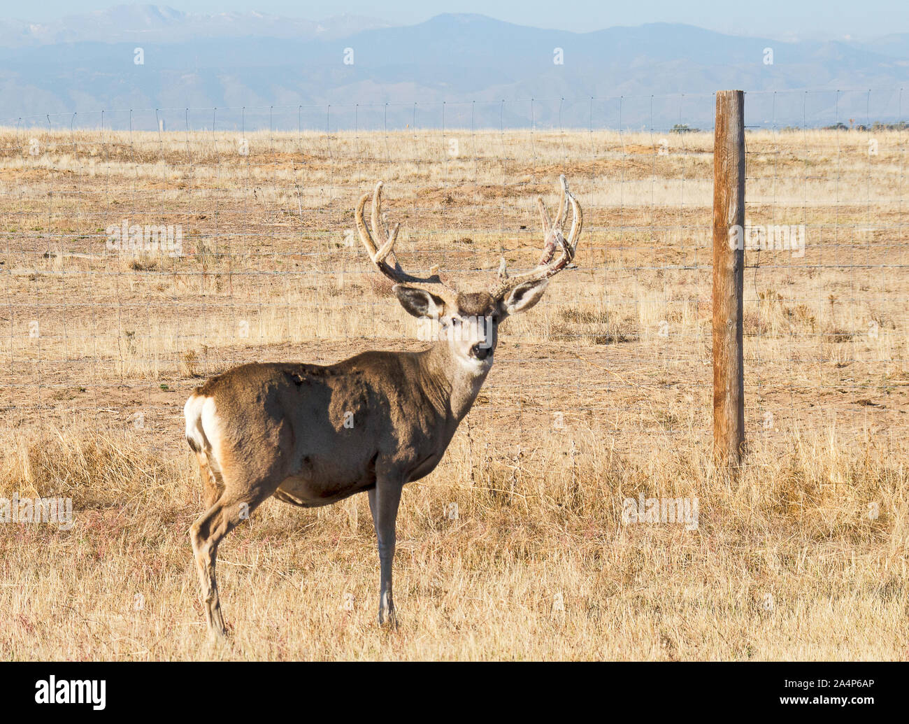 Deer Buck on the grassy plains of Eastern Colorado Stock Photo - Alamy