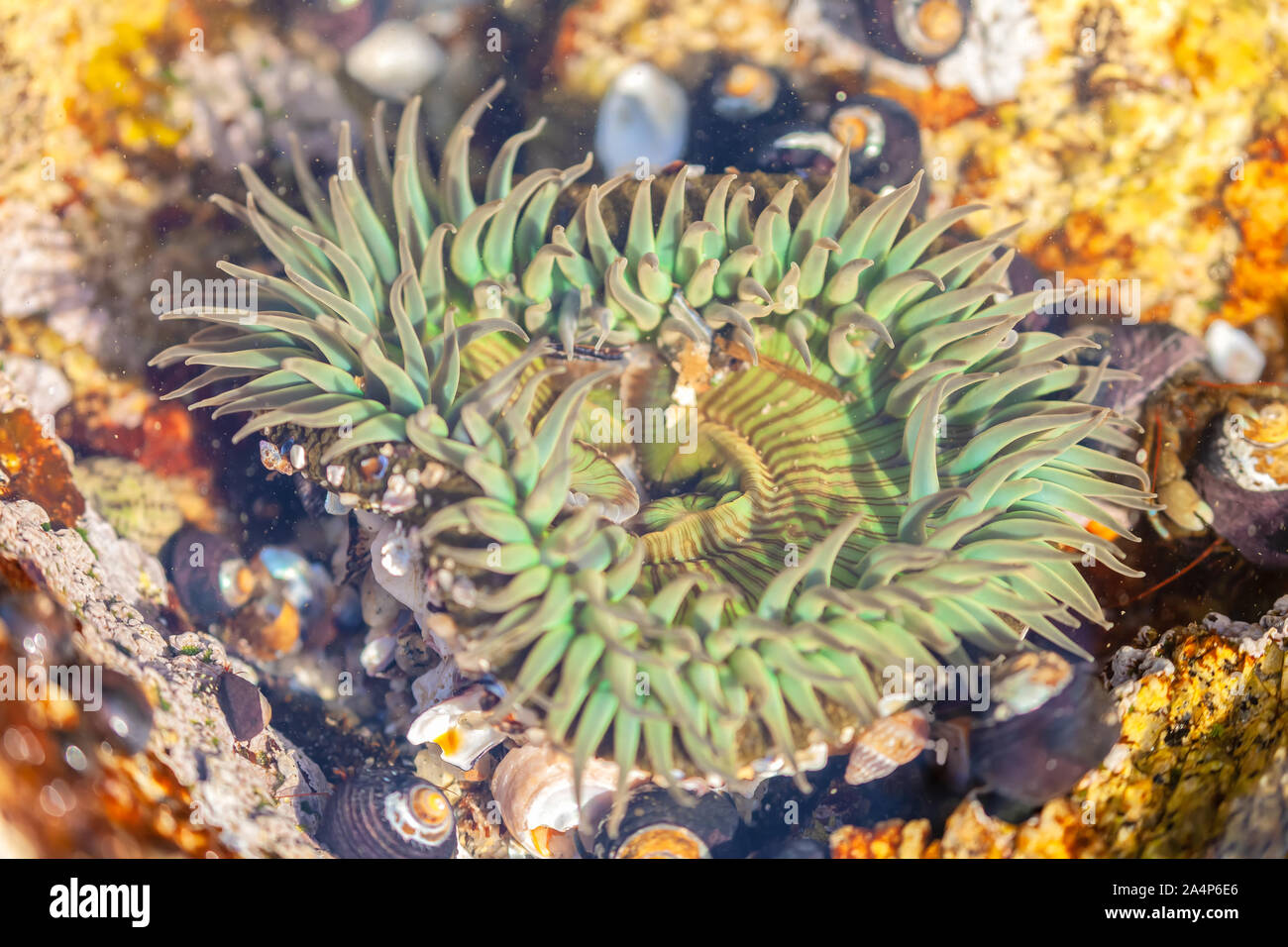 Sunburst anemone (Anthopleura sola), Monterey Peninsula, California ...