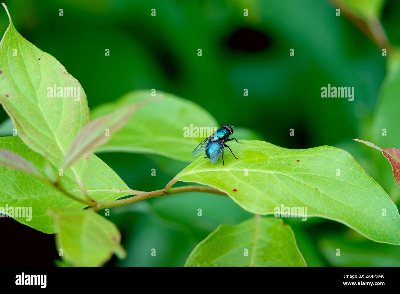 Shiny blowfly hi-res stock photography and images - Alamy