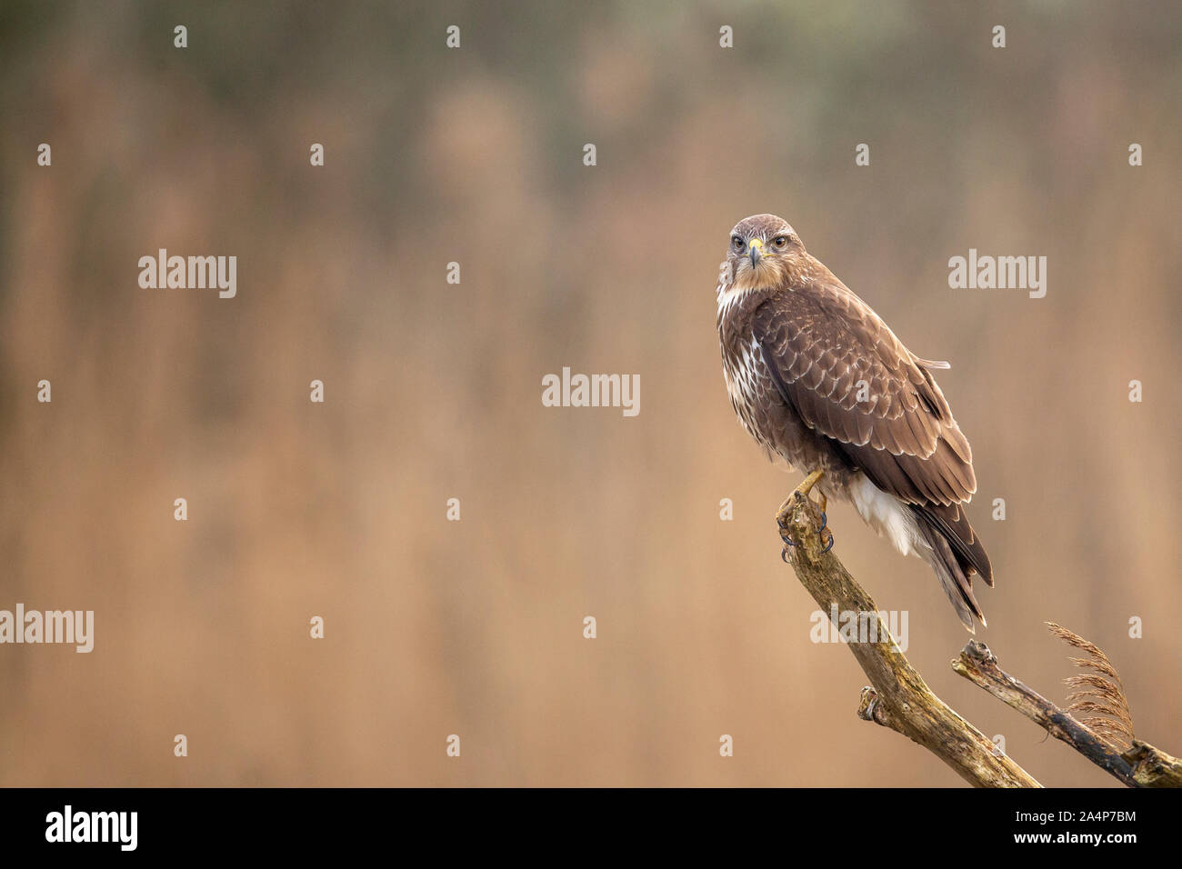 Buzzards wales hi-res stock photography and images - Alamy