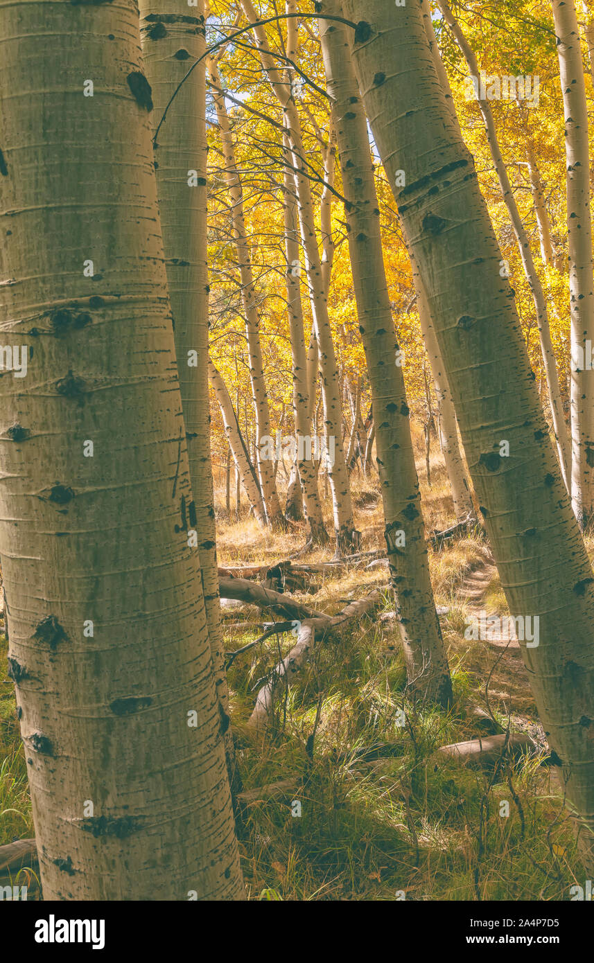 Mountain aspens (Populus tremuloides) at their peak fall foliage, Inyo ...