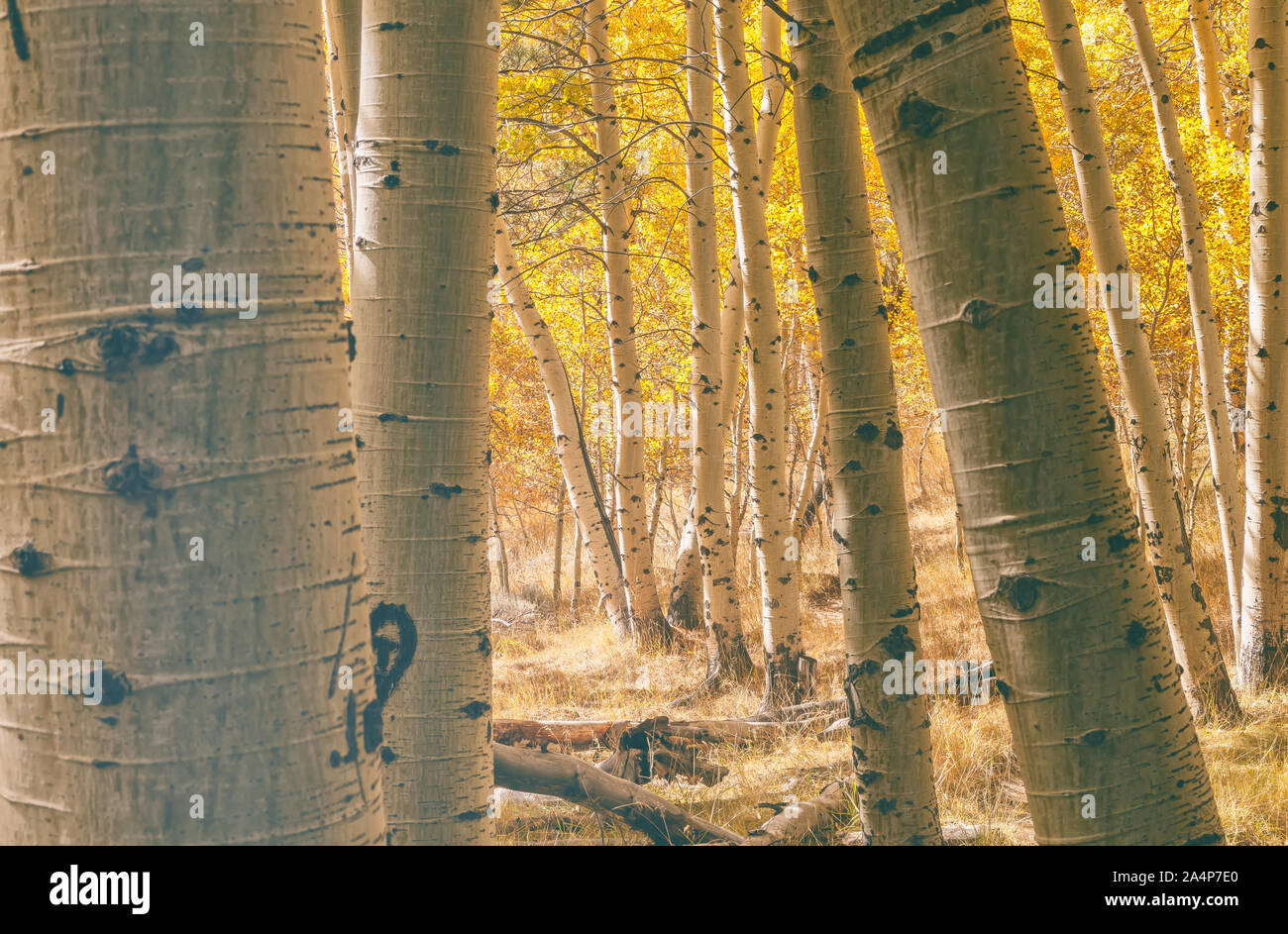 Mountain aspens (Populus tremuloides) at their peak fall foliage, Inyo ...