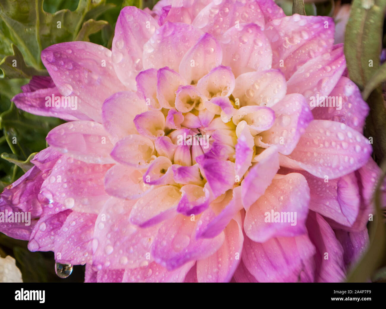 Chrysanthemum bloom hi-res stock photography and images - Alamy