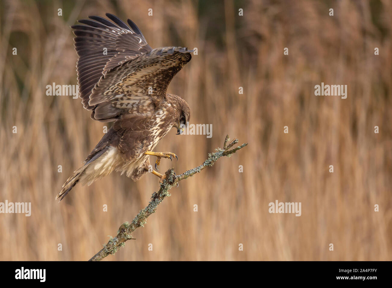 Buzzards wales hi-res stock photography and images - Alamy