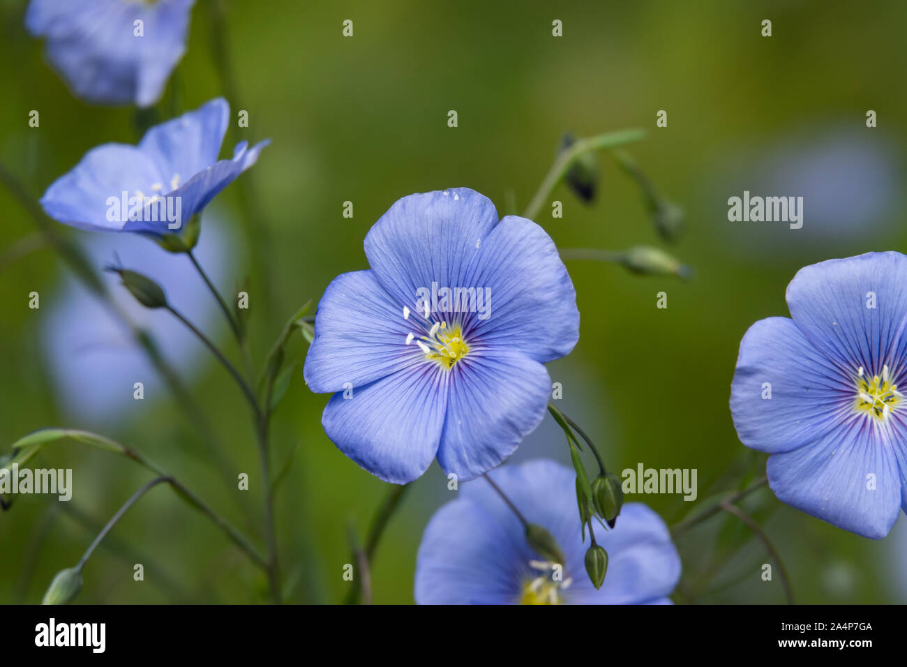 Blue Flax Flowers in Bloom in Springtime Stock Photo - Alamy