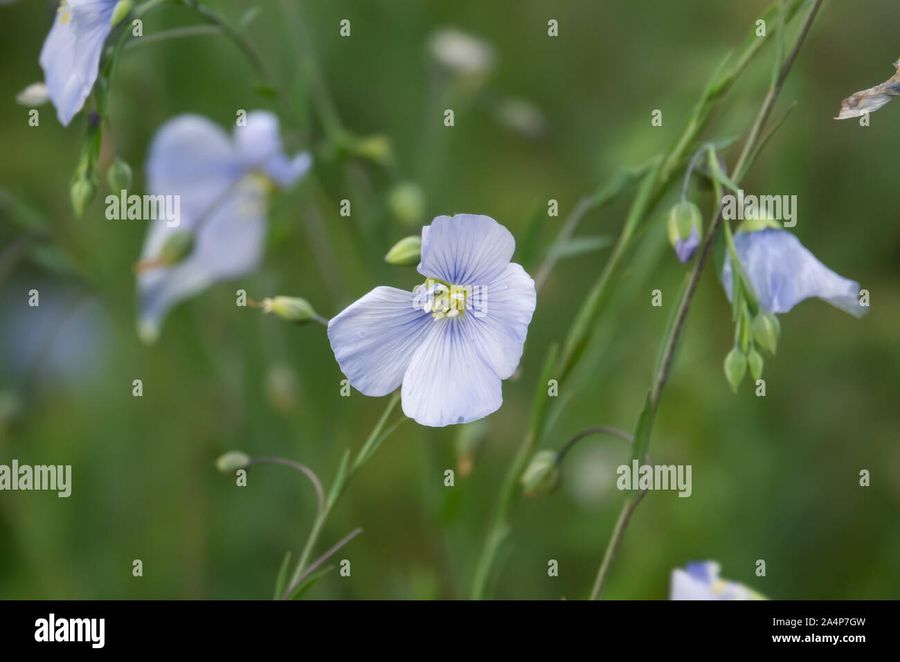 Blue Flax Flowers in Bloom in Springtime Stock Photo - Alamy