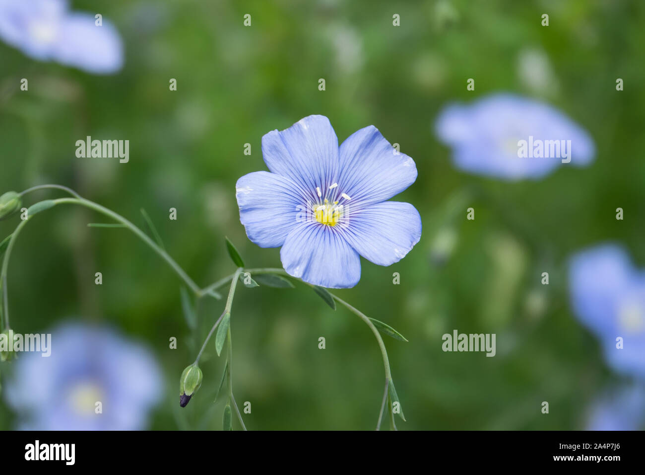 Blue Flax Flowers in Bloom in Springtime Stock Photo - Alamy