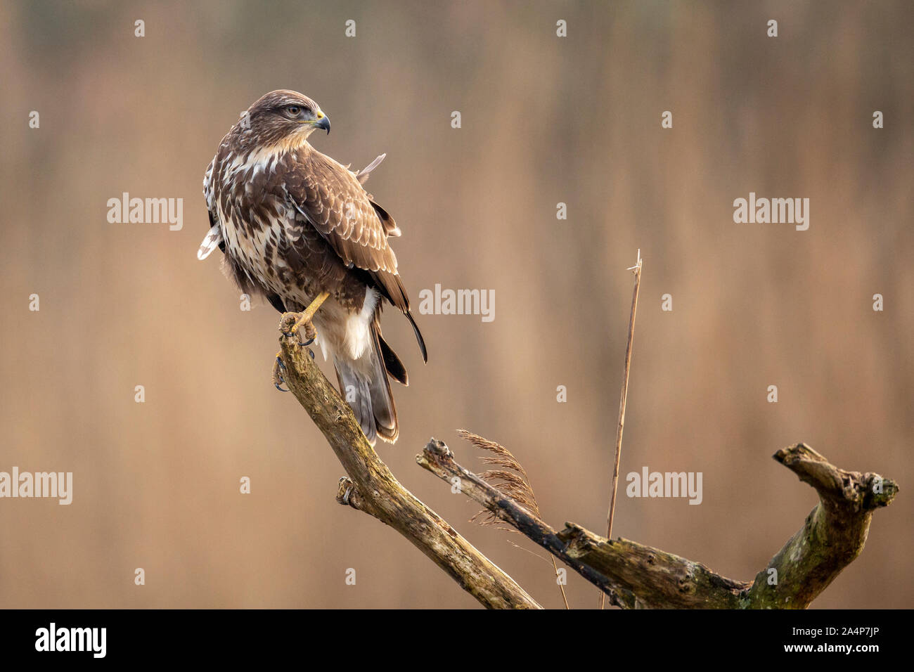 Buzzards wales hi-res stock photography and images - Alamy