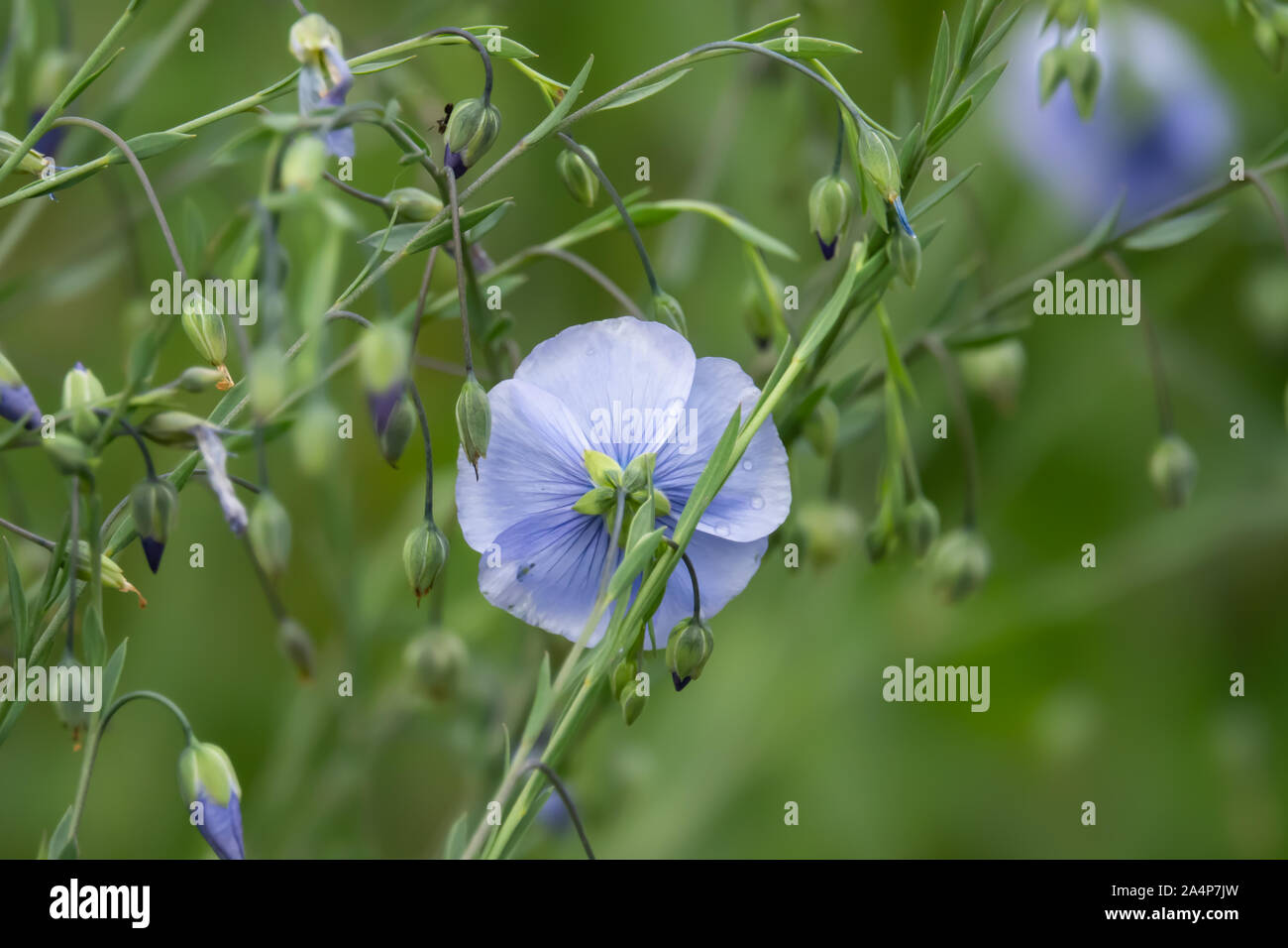 Blue Flax Flowers in Bloom in Springtime Stock Photo - Alamy