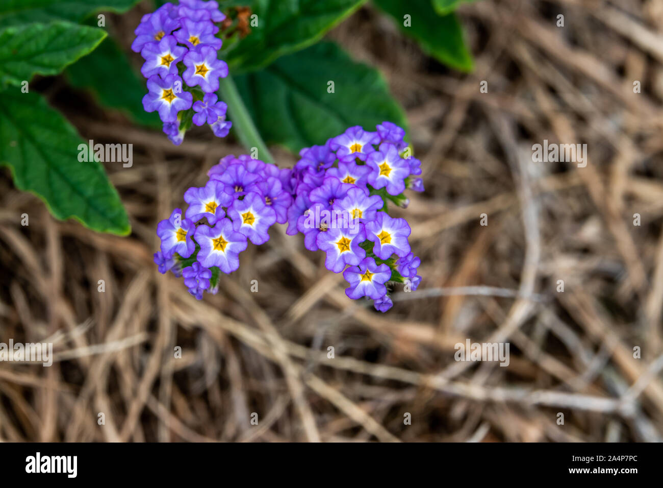 Blue heliotrope hi-res stock photography and images - Alamy