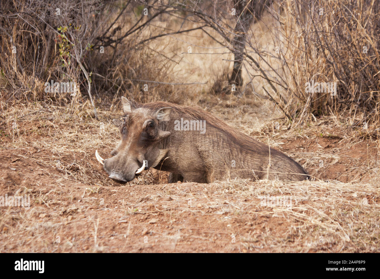 One warthog digging in the bush a new home and running with the kid ...