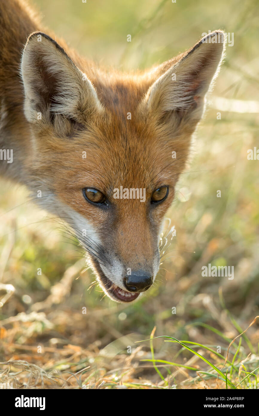 Red Fox head portrait Stock Photo - Alamy