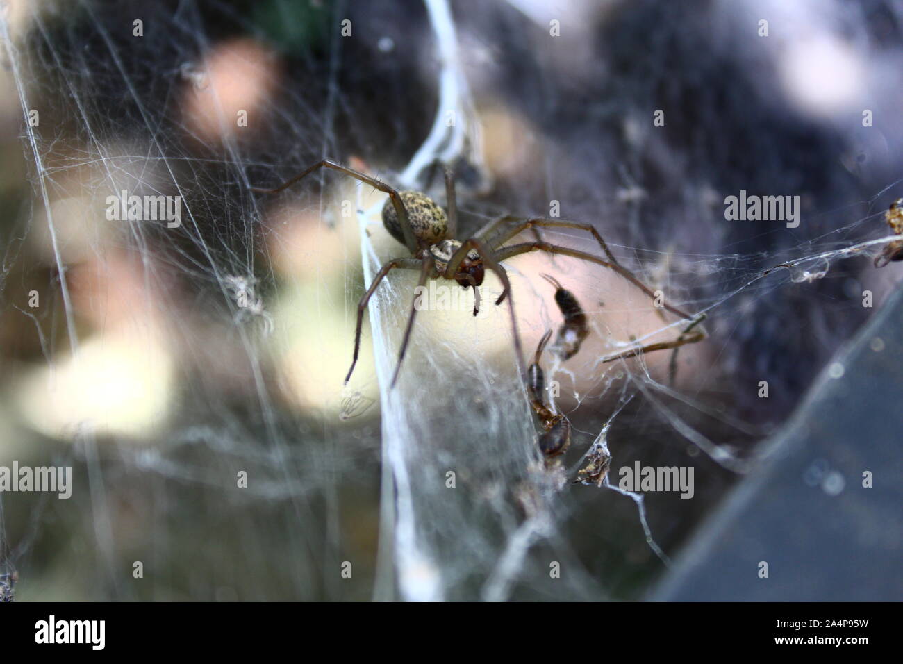 The picture shows a dust spider in the garden Stock Photo - Alamy