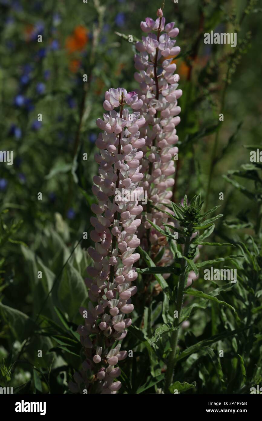 Blooming lupines lupinus at lake tekapo hi-res stock photography and ...